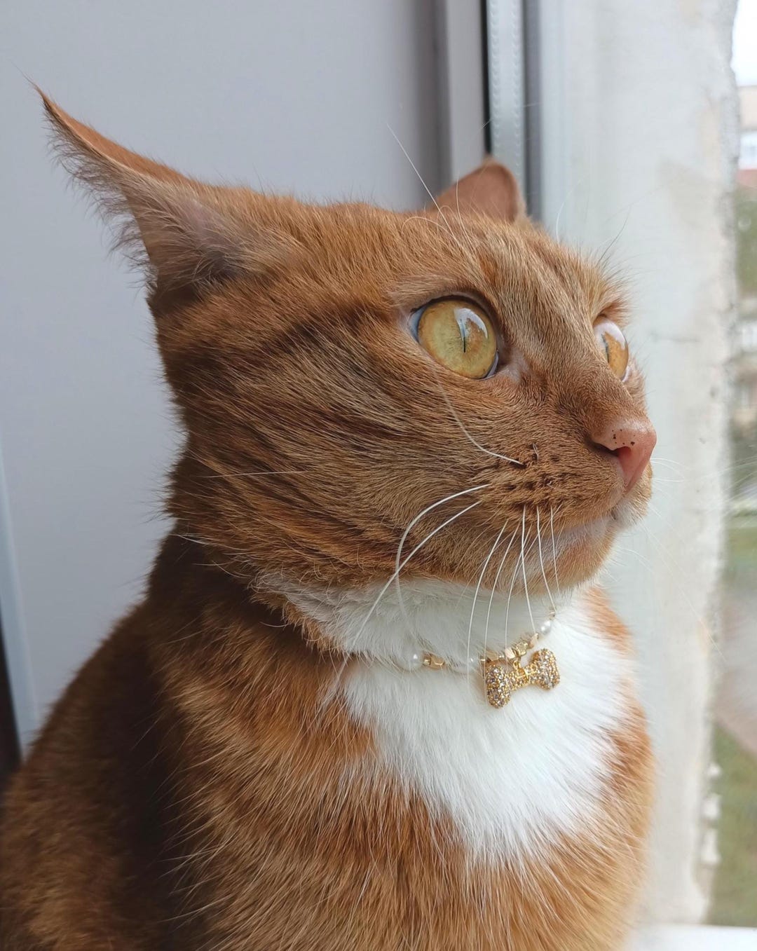 Elegant Gold Cat Necklace,real Pearl Dog Collar,bone Crystal Pet ...