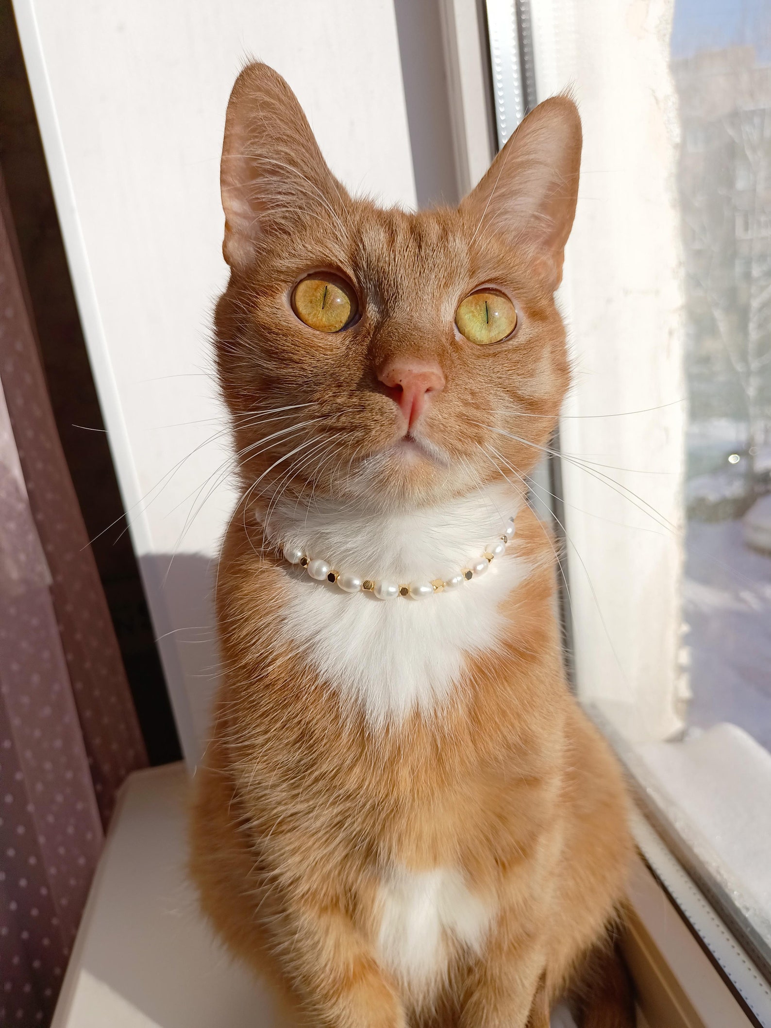Gold Cat Collar,real Pearl Cat Necklace,beaded Small Dog Collar,luxury ...