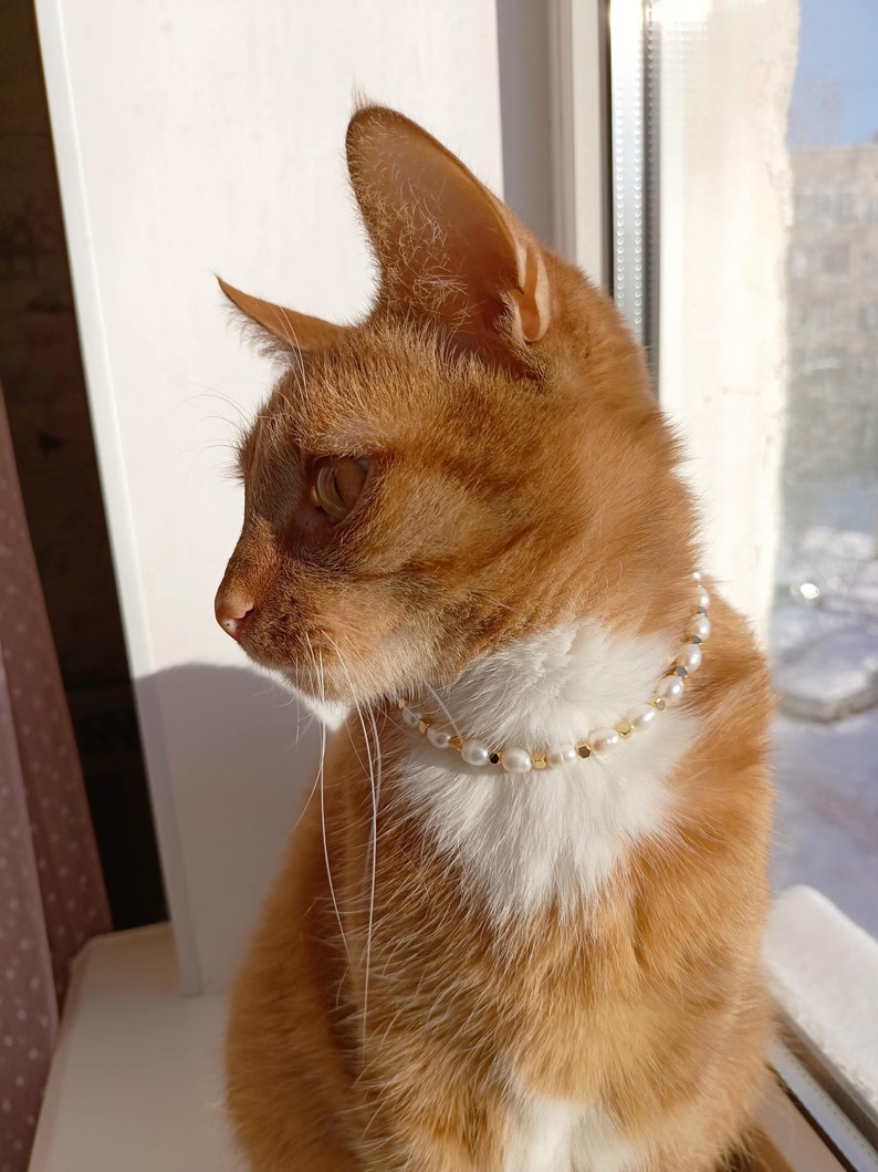 Gold Cat Collar,real Pearl Cat Necklace,beaded Small Dog Collar,luxury ...