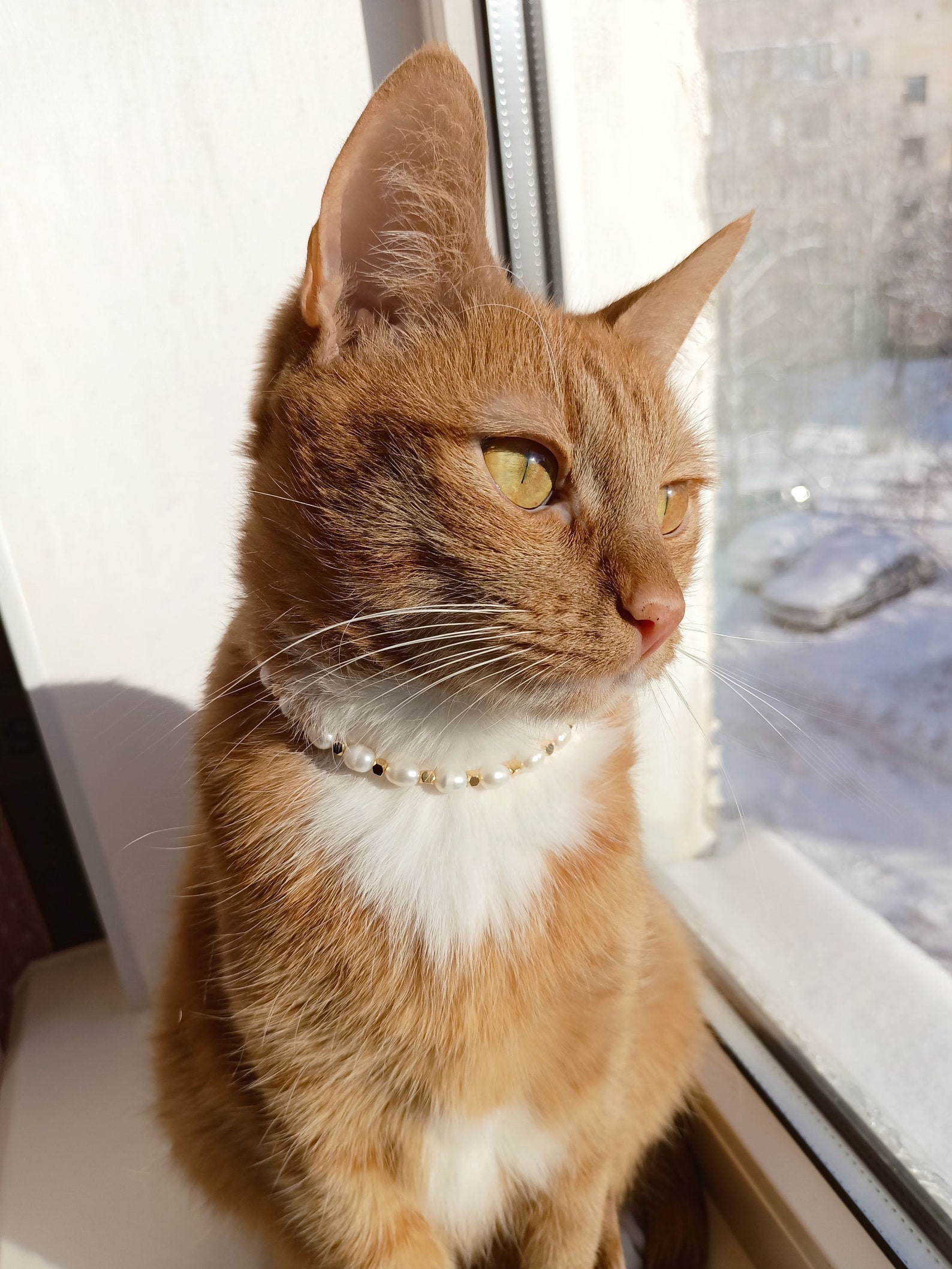 Gold Cat Collar,real Pearl Cat Necklace,beaded Small Dog Collar,luxury ...