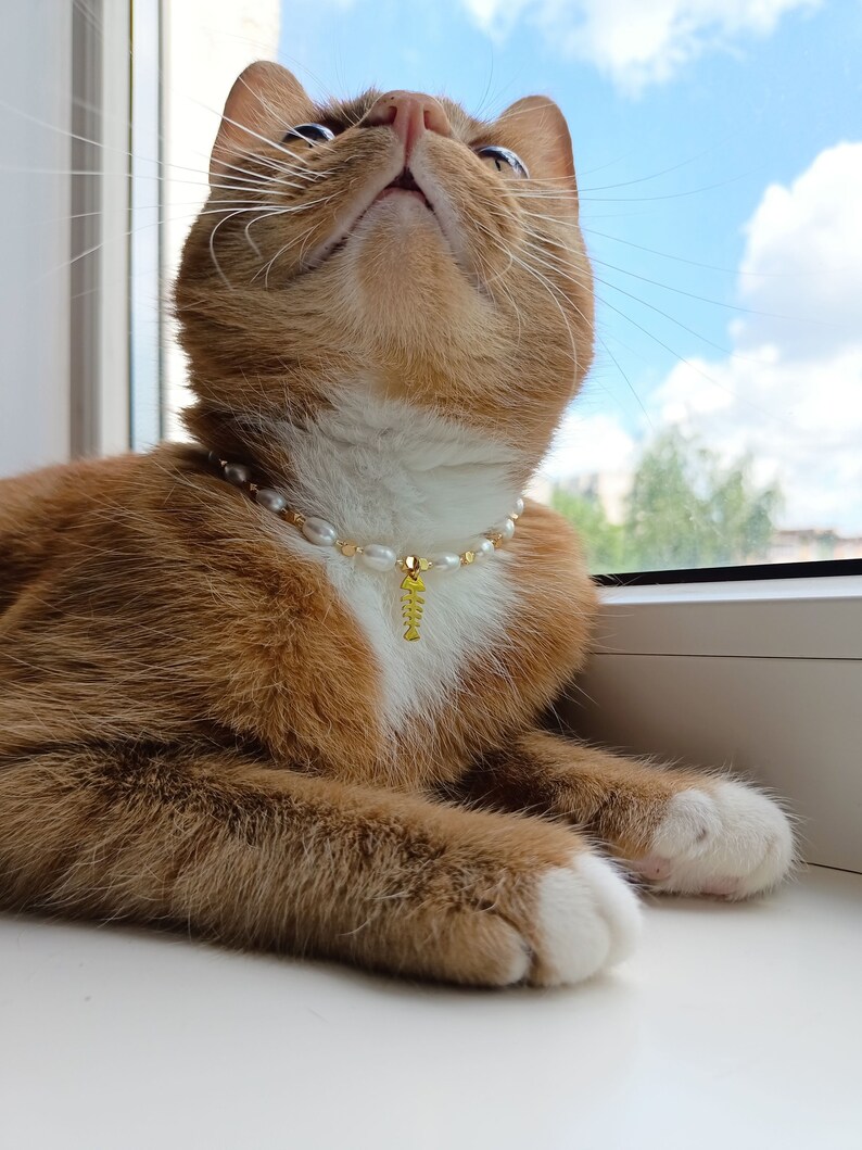 Gold Cat Collar,real Pearl Cat Necklace,beaded Small Dog Collar,luxury ...