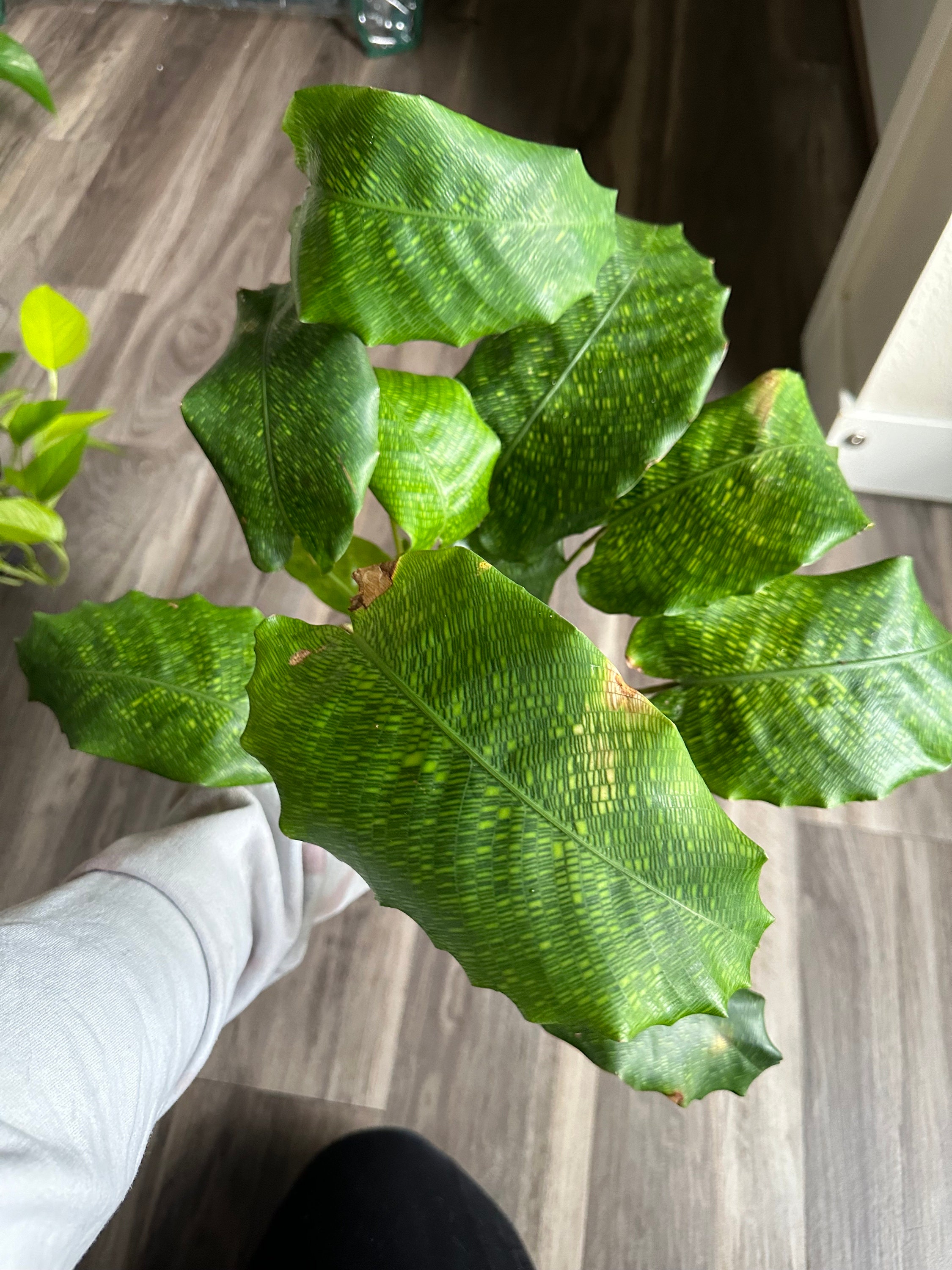 Calathea Mosaica (network Calathea) - Etsy