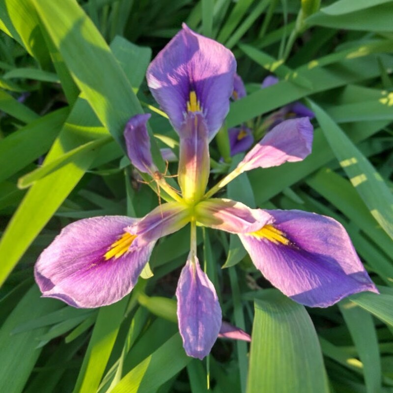 Iris Plant - Etsy