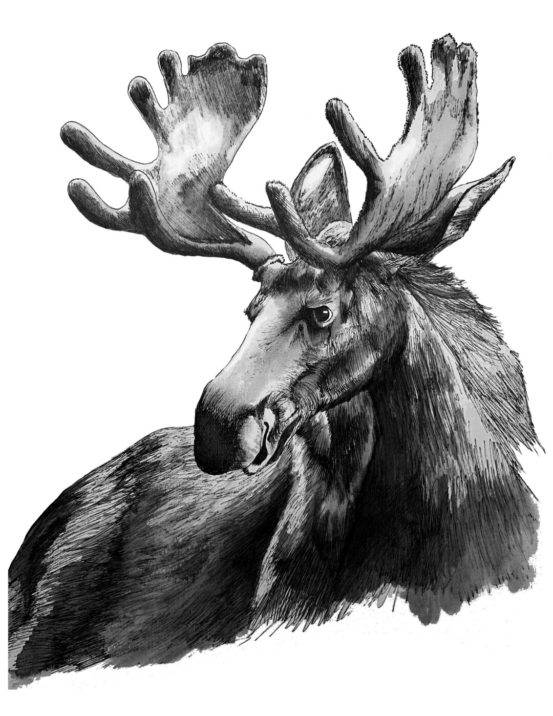 Moose Ink Drawing Print - Etsy