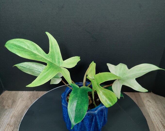 Philodendron Florida Ghost - Etsy