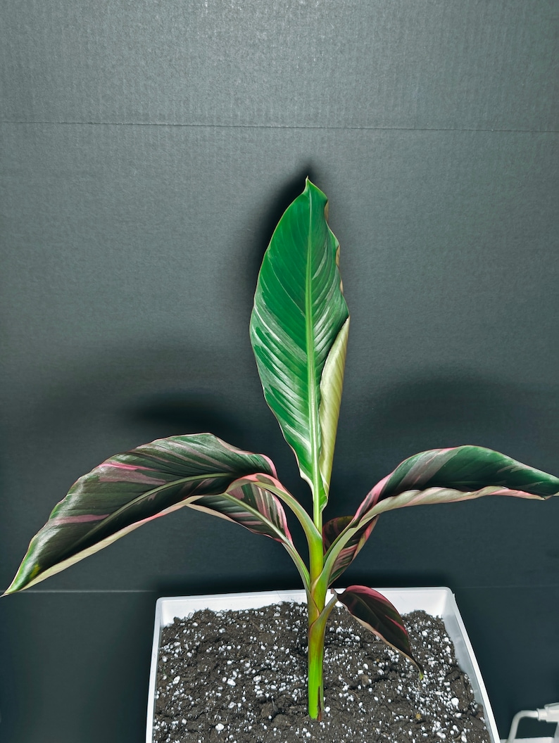 Musa Nono ( Pink Banana Tree) - Etsy