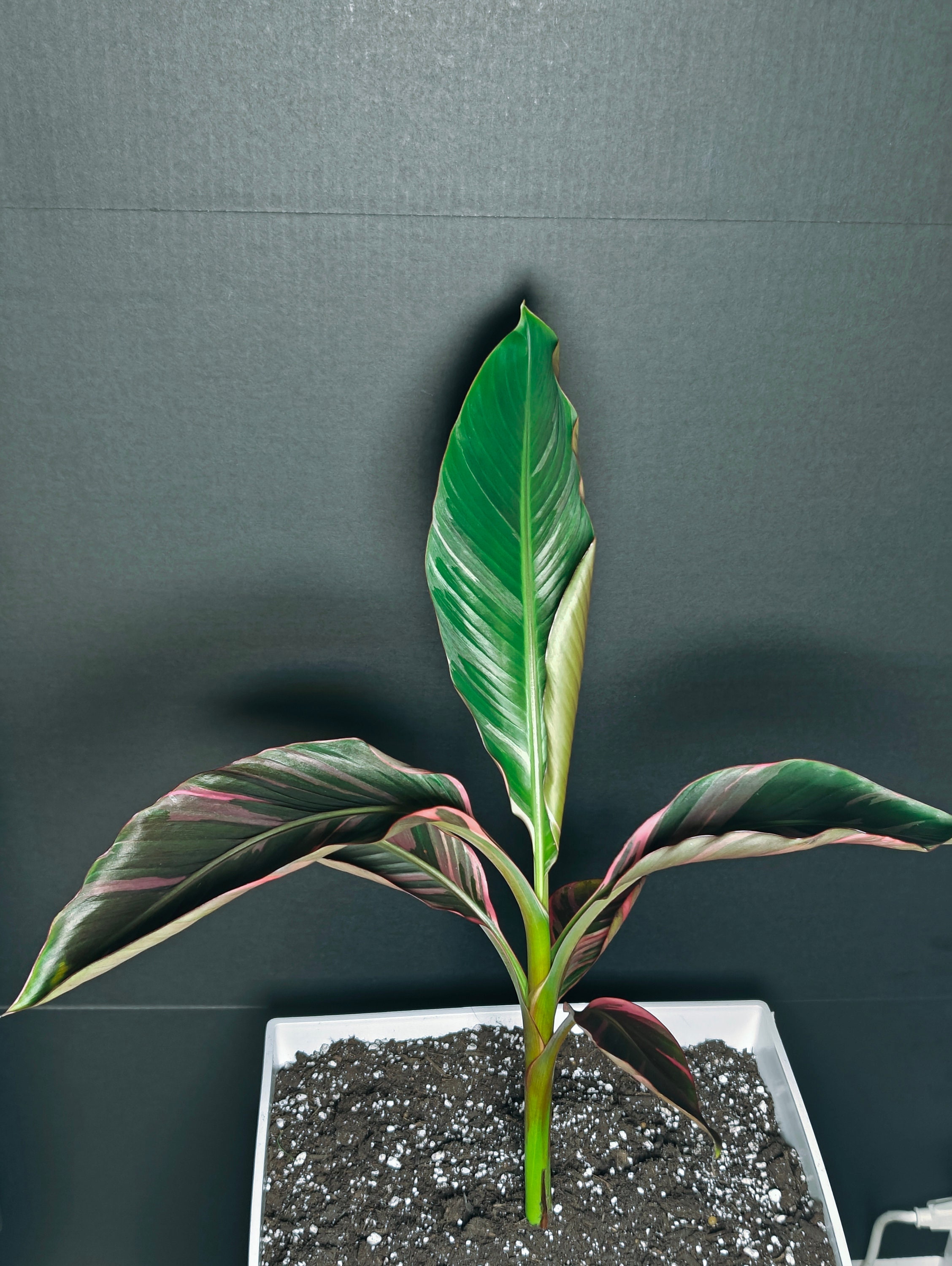 Musa Nono ( Pink Banana Tree) - Etsy
