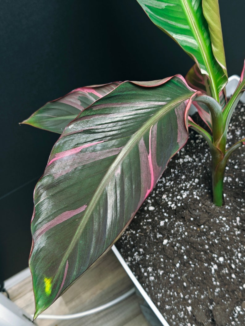 Musa Nono ( Pink Banana Tree) - Etsy