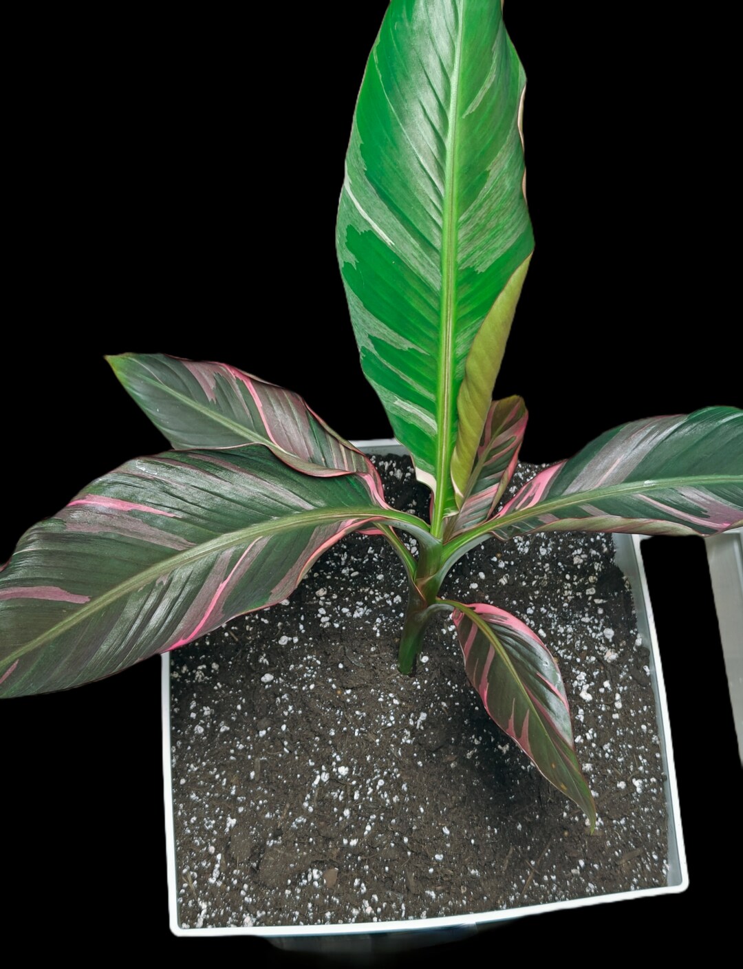 Musa Nono ( Pink Banana Tree) - Etsy