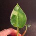 Philodendron White Ice Princess - Etsy