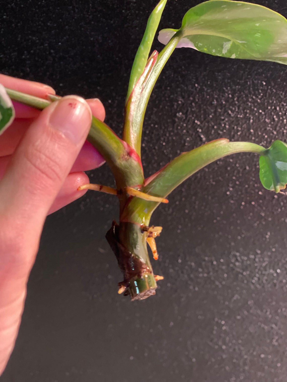 Philodendron White Ice Princess - Etsy