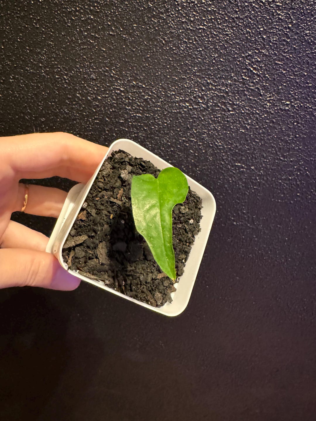 SKELETON KEY POTHOS - Etsy