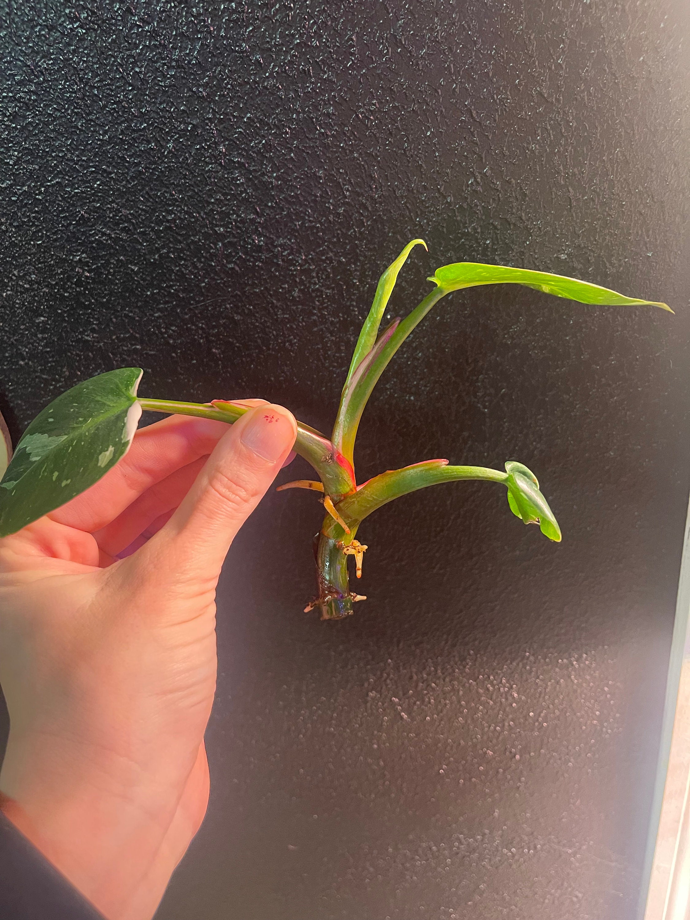 Philodendron White Ice Princess - Etsy