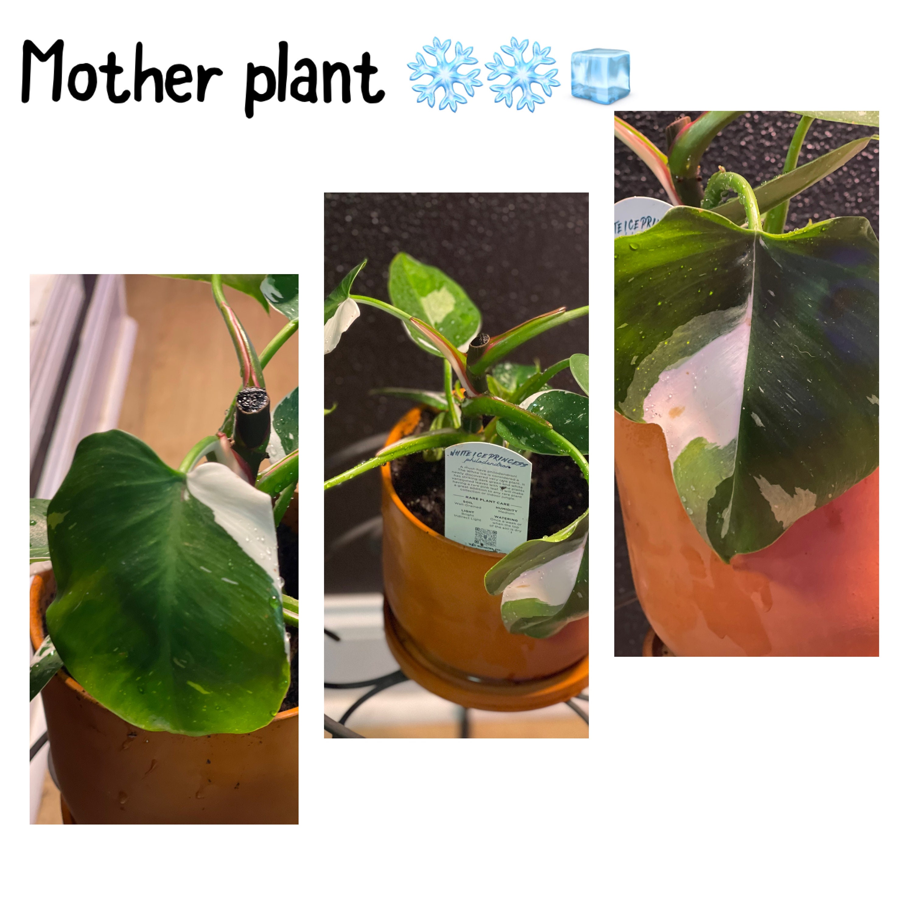 Philodendron White Ice Princess - Etsy