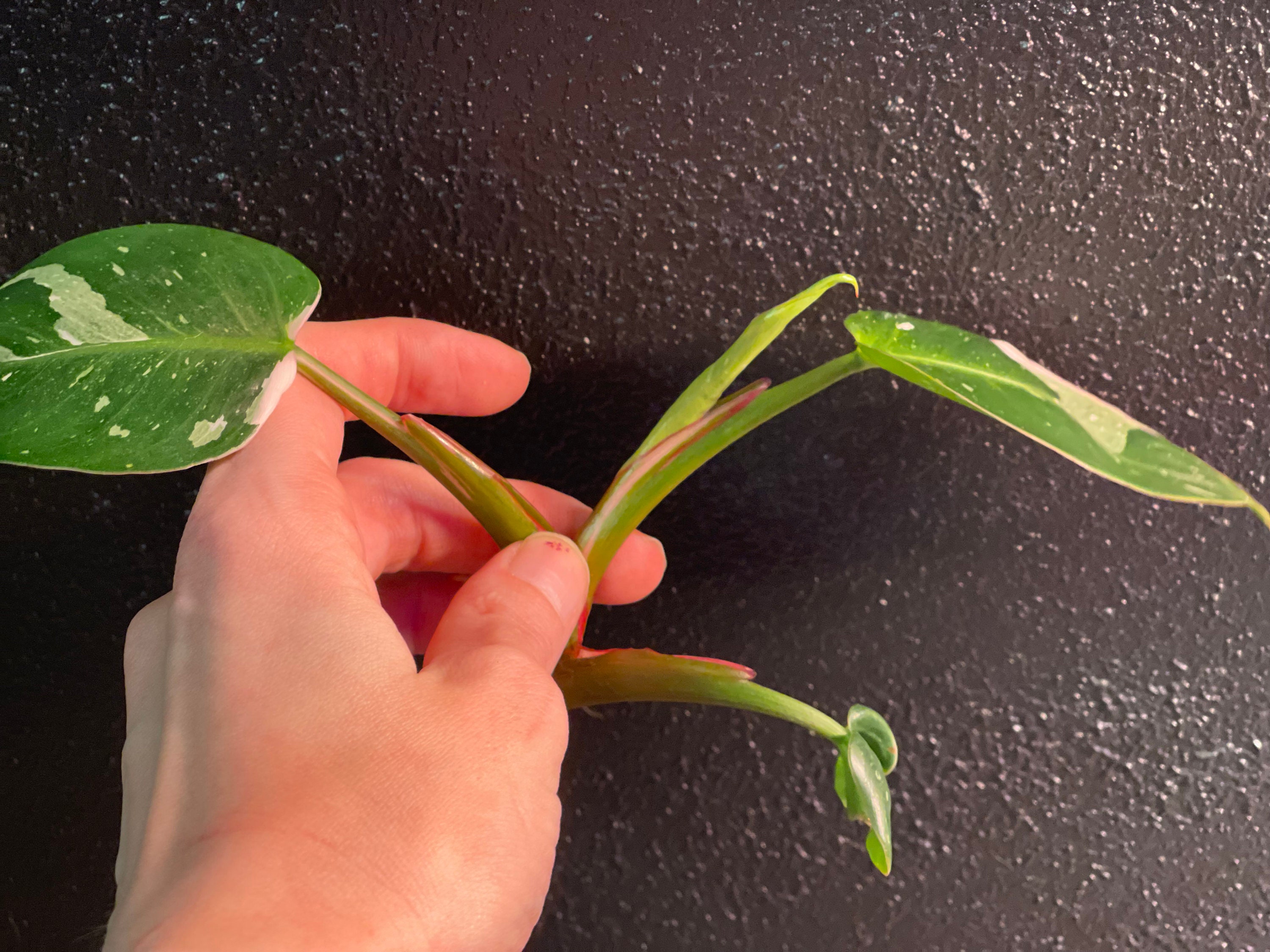 Philodendron White Ice Princess - Etsy