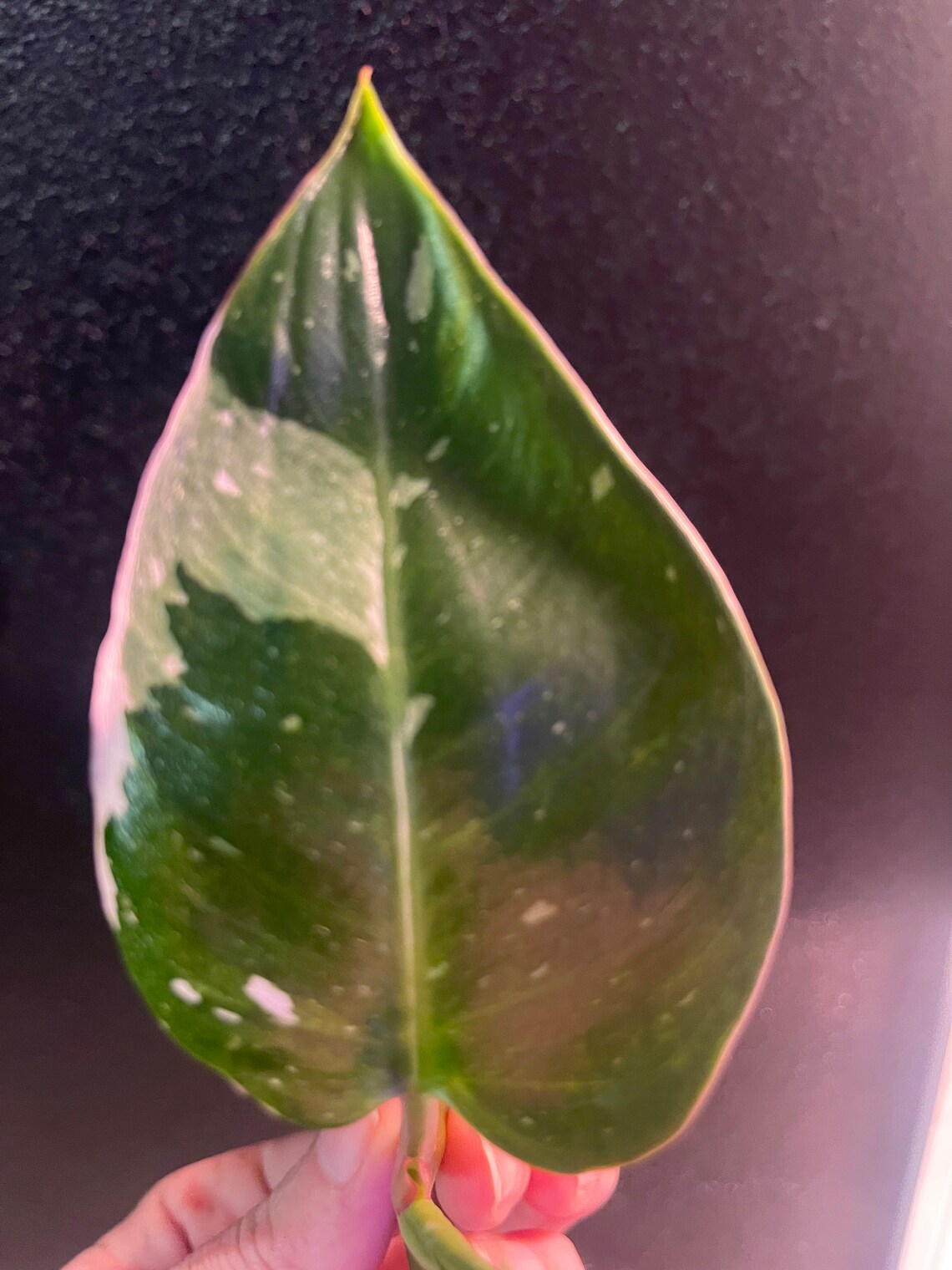 Philodendron White Ice Princess - Etsy