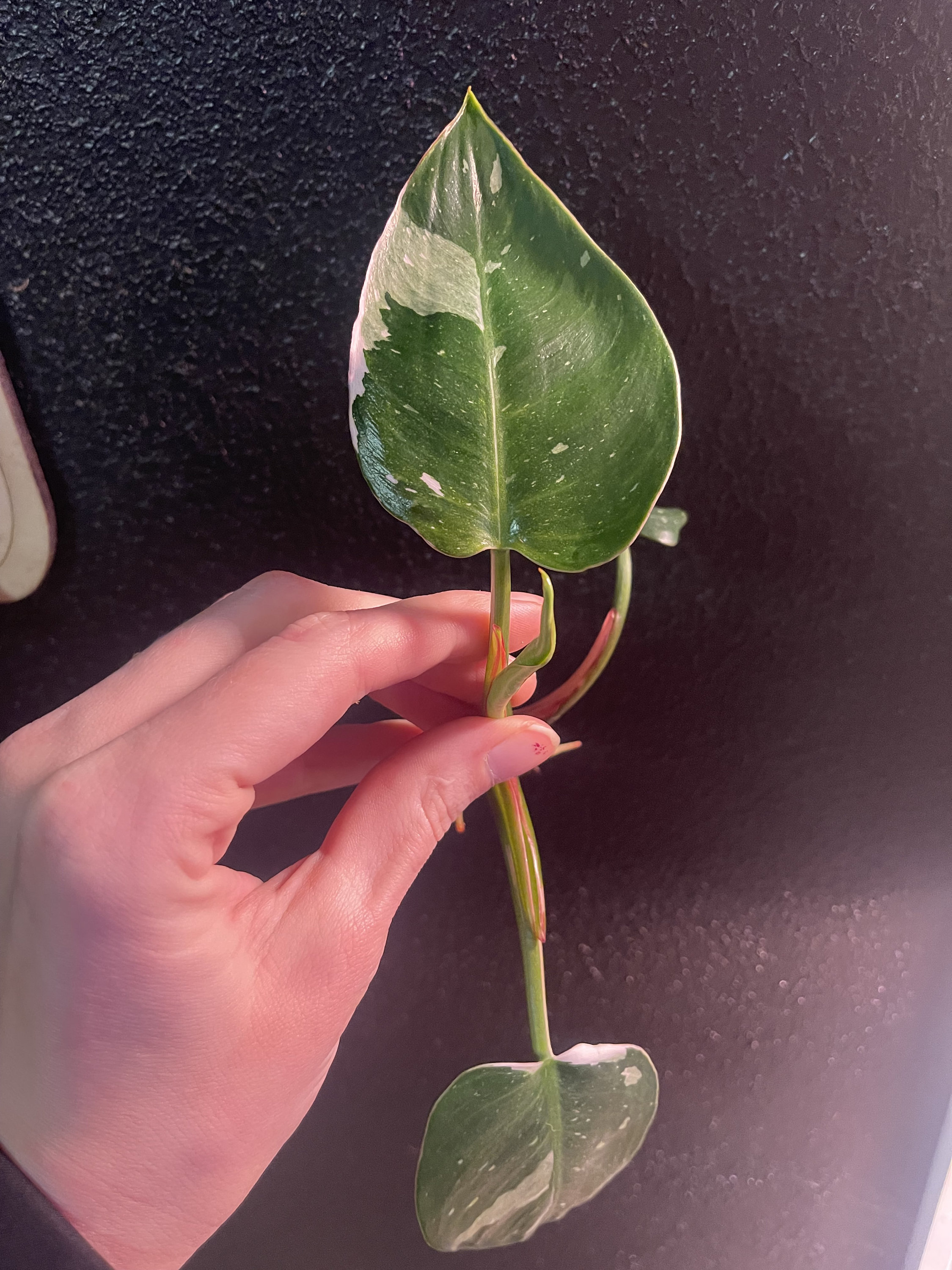 Philodendron White Ice Princess - Etsy