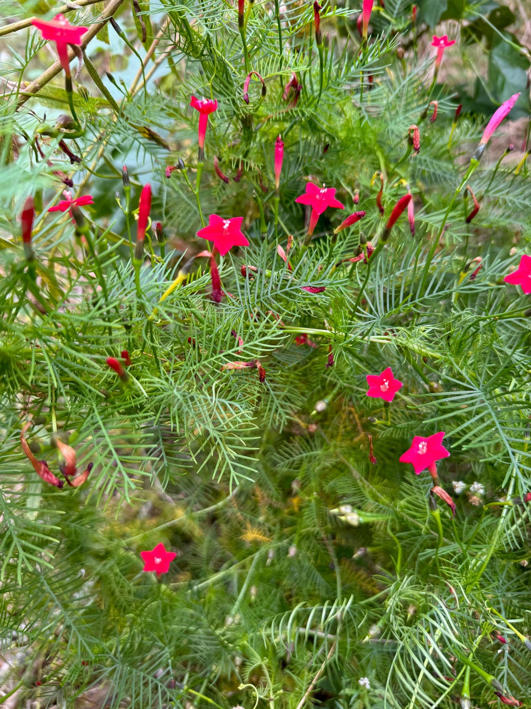 HUMMINGBIRD VINE SEEDS (25 Pc) - Etsy