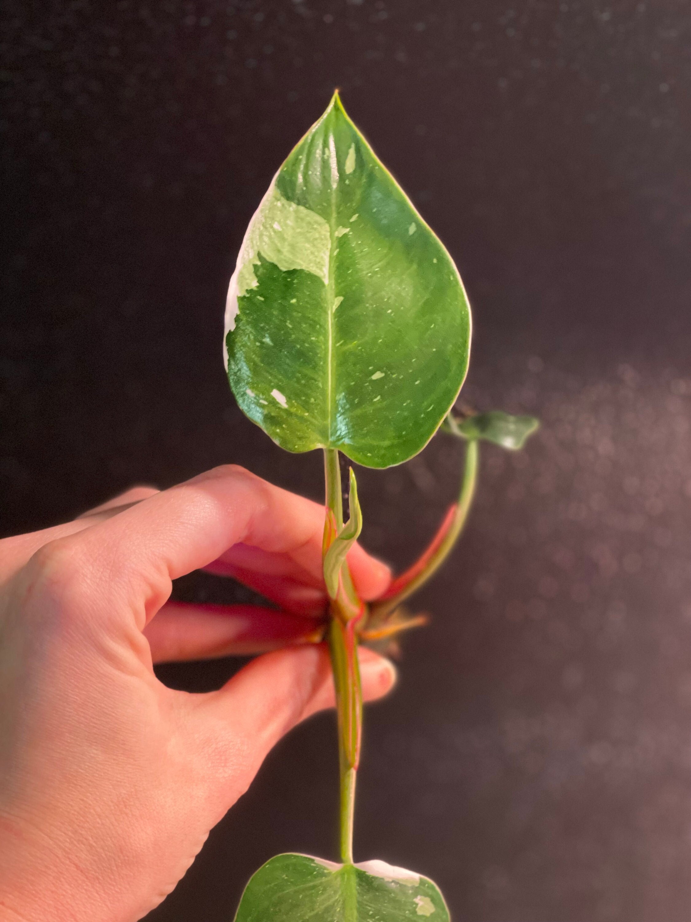 Philodendron White Ice Princess - Etsy