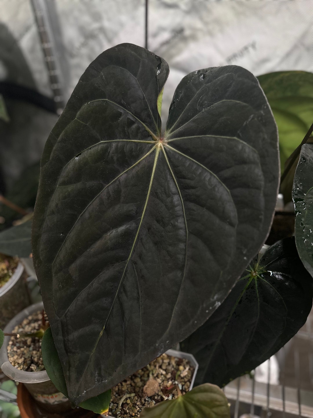 Anthurium RG Dressleri F2 X Carlackiae amanda X Self One Leaf Seedling - Etsy