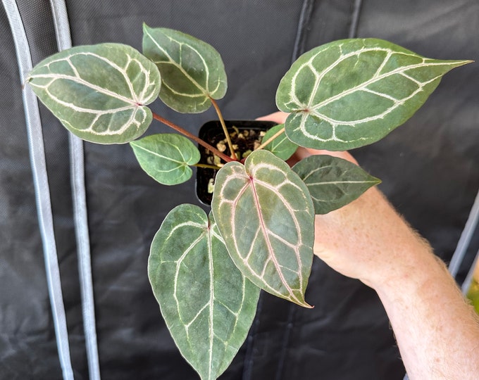 Anthurium Red Crystallinum ‘super Red’ X ‘wu9’ Exact Plant - Etsy