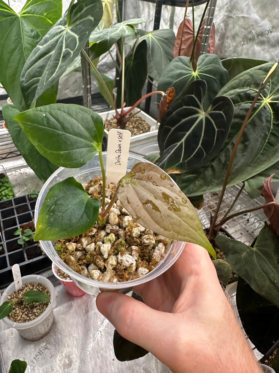 Anthurium Delta Dawn X Self Offset - Etsy