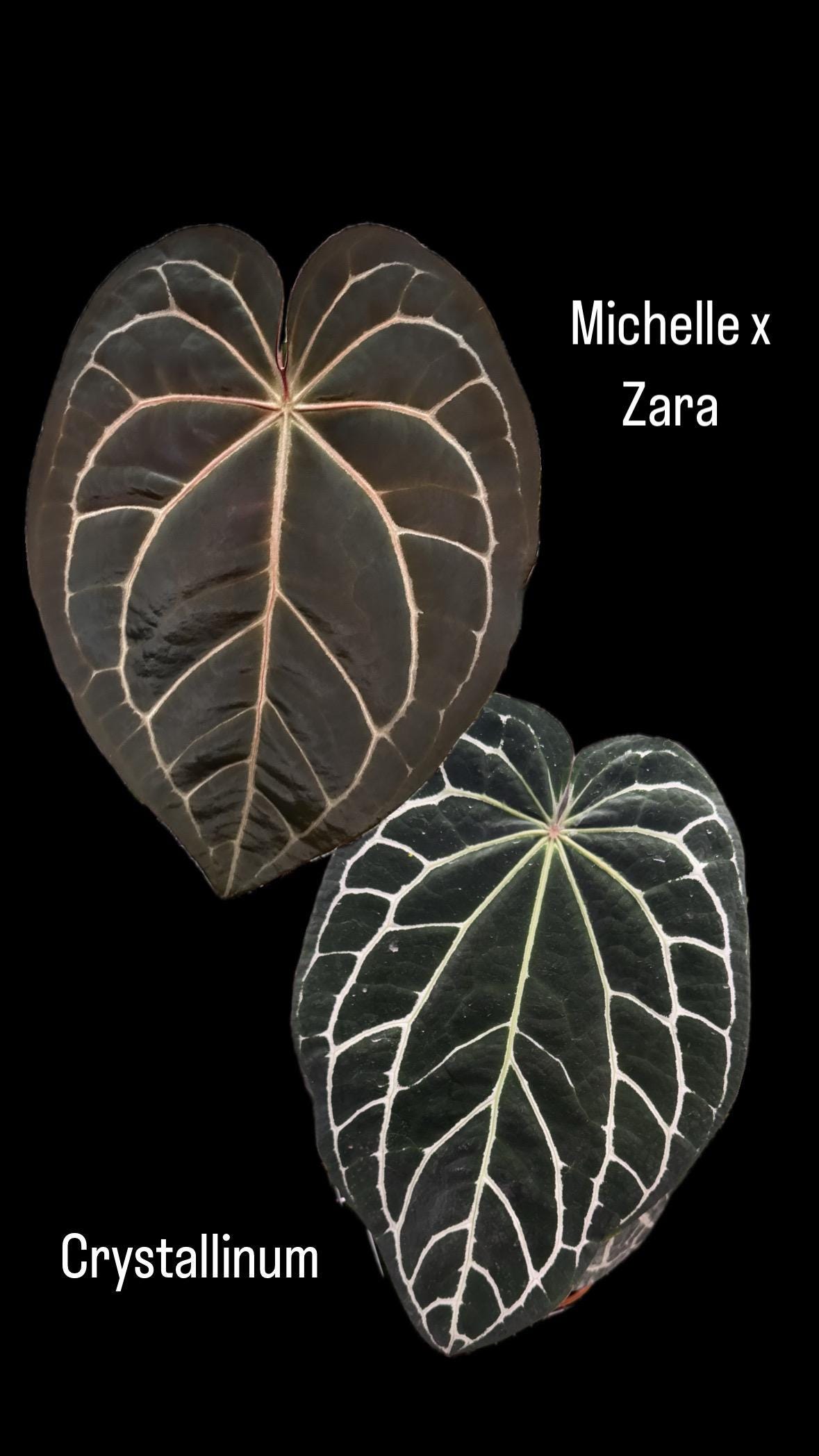 Anthurium zara x anthurium michelle - Etsy 日本 Anthurium zara x anthurium michelle - Etsy 日本