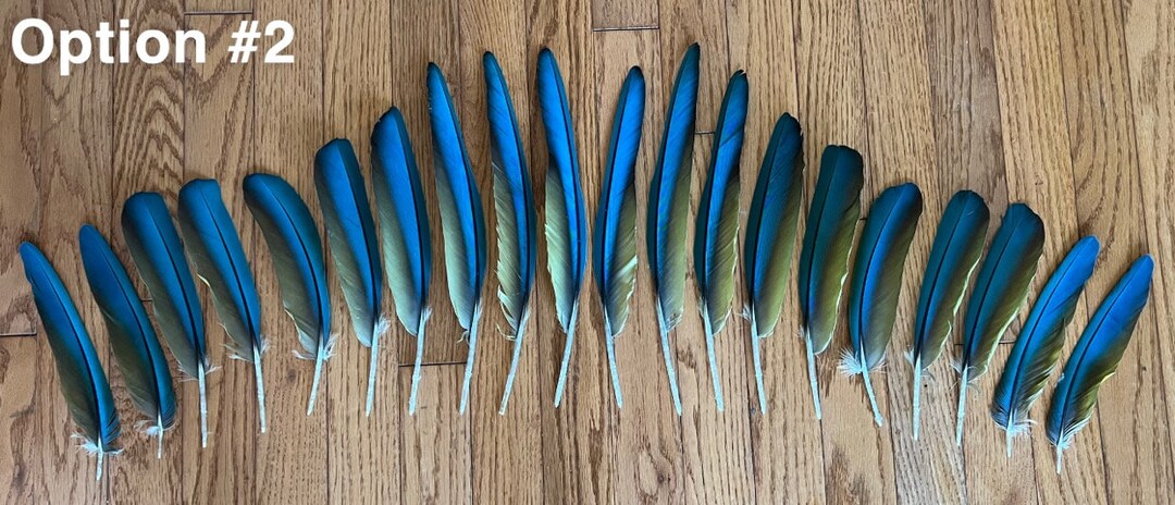 4 Naturally Molted Feather Sets From Military Macaw & Double Yellow ...