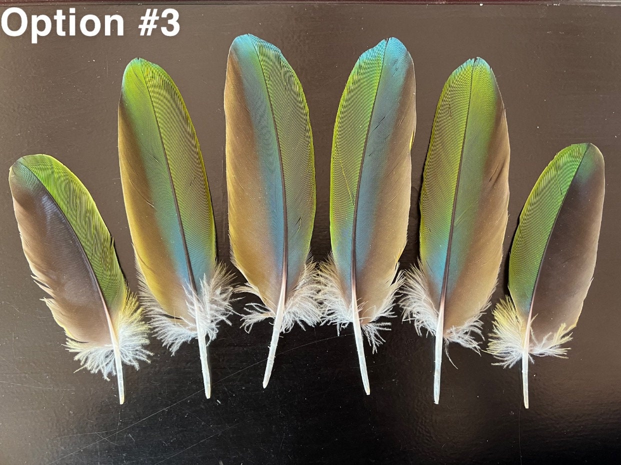 4 Naturally Molted Feather Sets From Military Macaw & Double Yellow ...