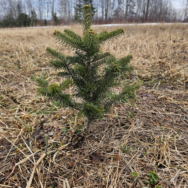 Tree Seedlings - Etsy