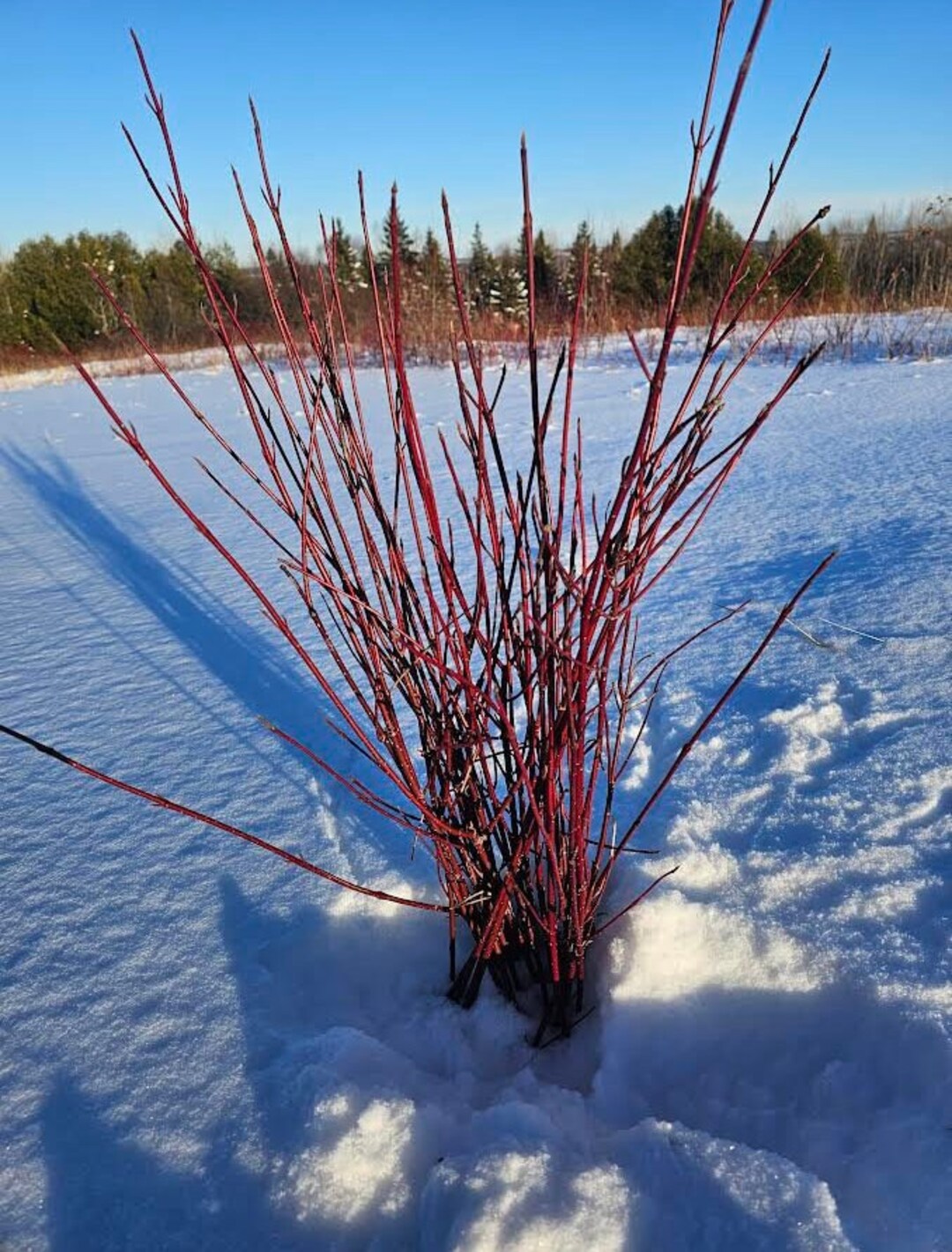 Red Osier Dogwood Branches,25-30", Propagation, Cut to Order, Willow ...