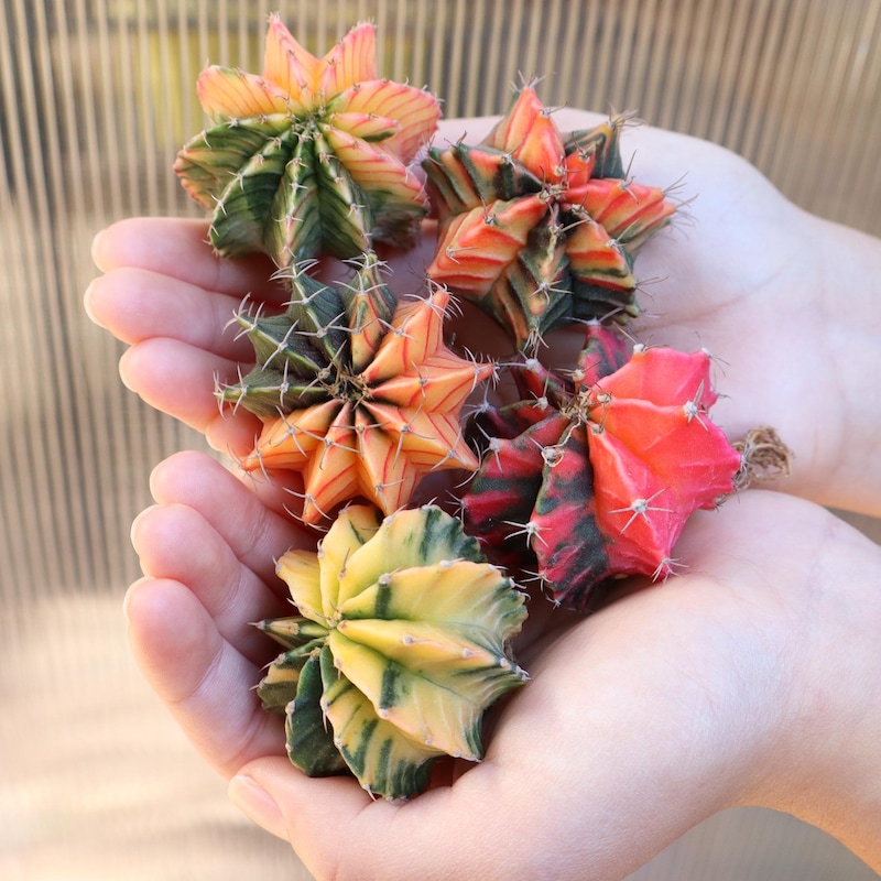 Gymno Cactus Variegated - Etsy