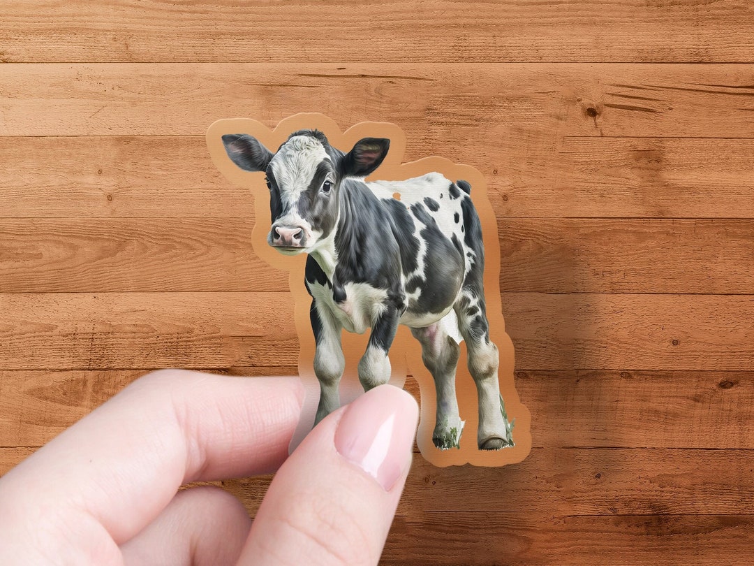 Dairy Cow Calf Sticker, Premium Artwork Farm Car Decal, Calf Sticker ...
