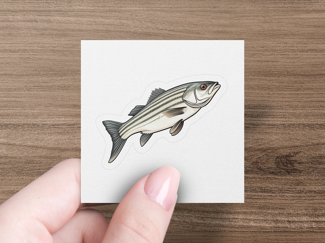Striped Bass Sticker, Animal Decal, Laptop, Car Window Decal, Water ...