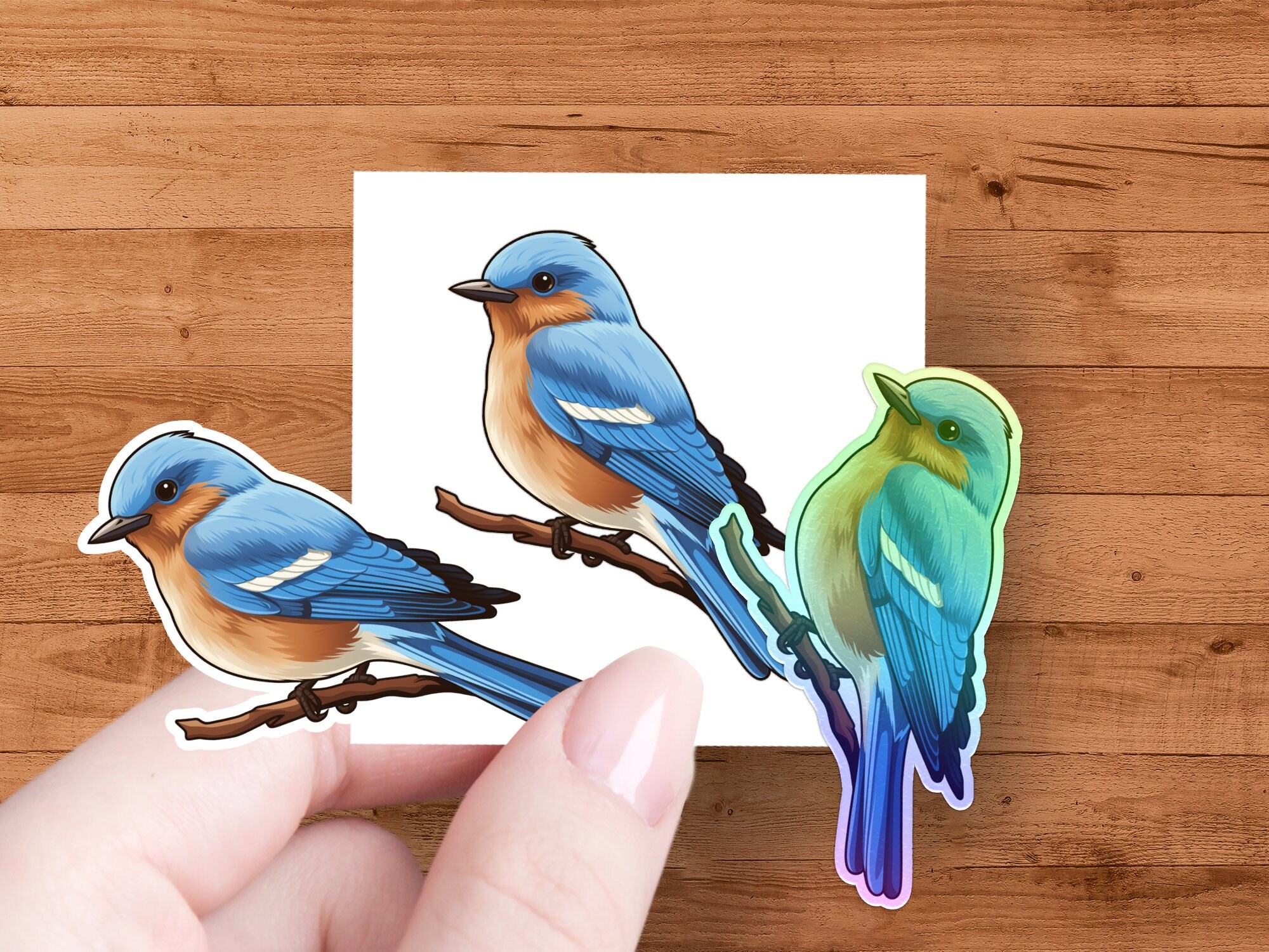 Eastern Bluebird Sticker Bird Watcher Decal Laptop Car - Etsy