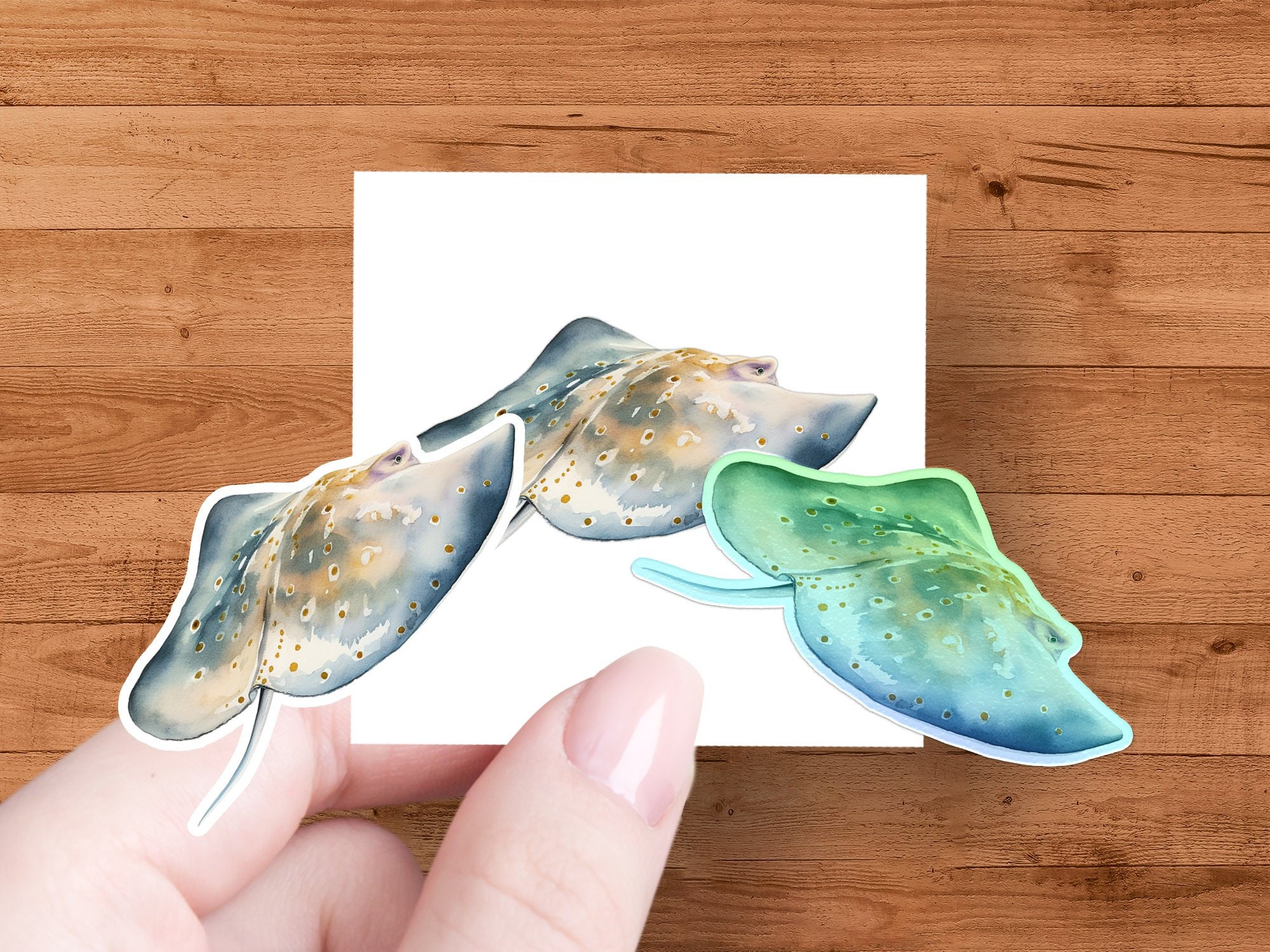 Sting Ray Sticker Car Vinyl Decal Marine Animal Sticker - Etsy