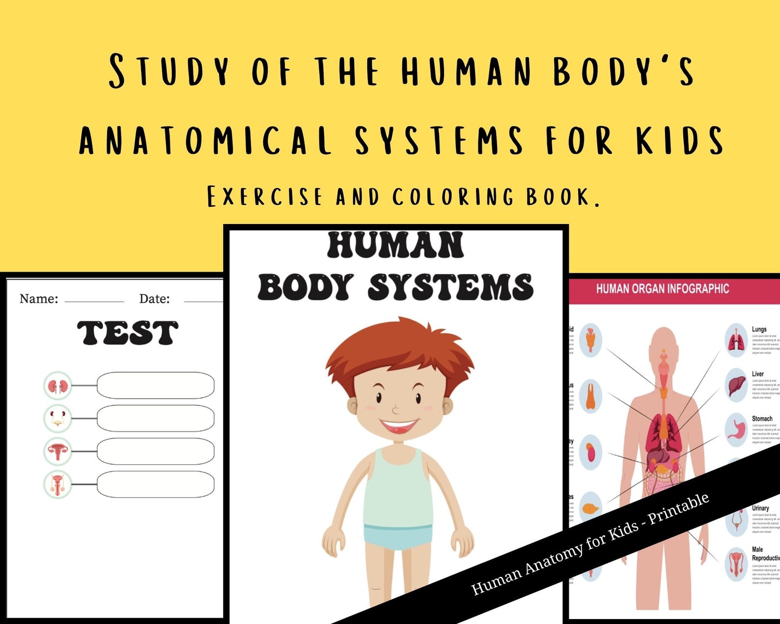 Human Body's Anatomical System| for Kids| Exercise Worksheet| Colouring ...