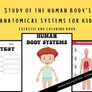 Human Body's Anatomical System| for Kids| Exercise Worksheet| Colouring ...