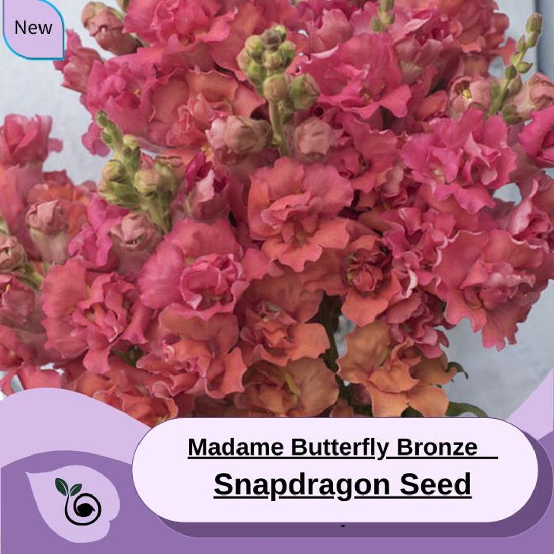 Snapdragon Madame Butterfly Bronze 30 Flower Seeds - Etsy