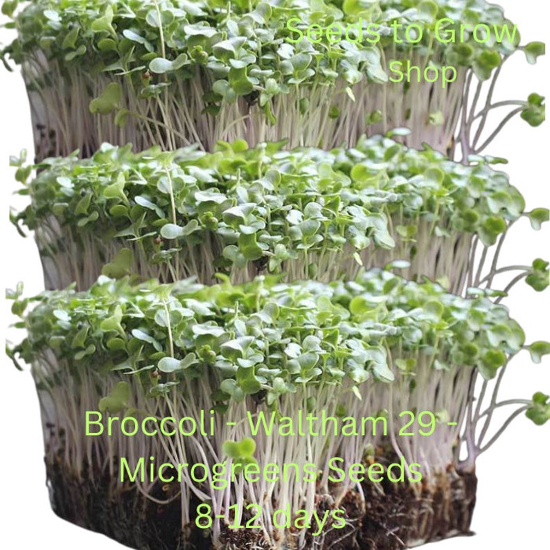 Broccoli Seeds Waltham 29 Microgreens Seeds - Etsy