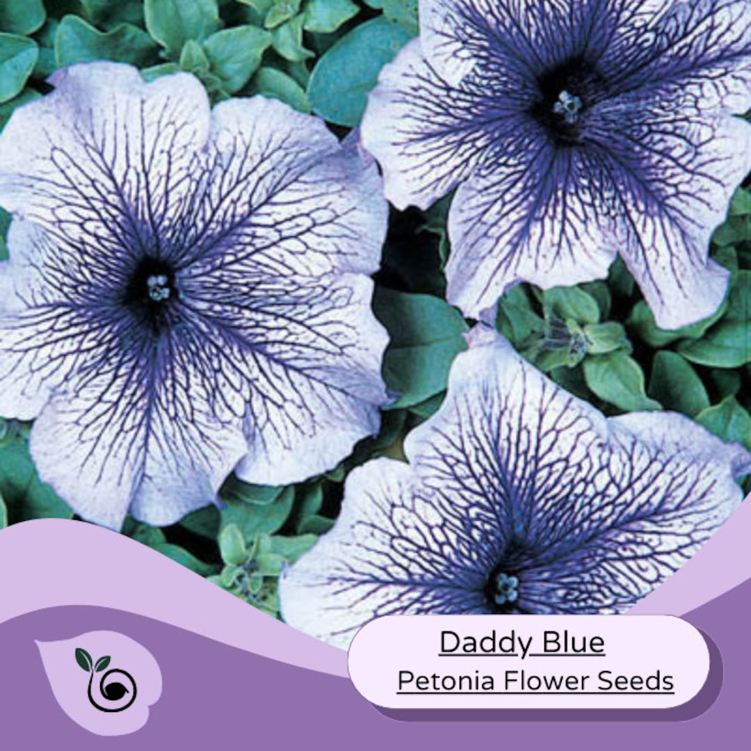 Petunia Flower Seeds - Daddy Blue Petunia Seeds 35 Garden Flower Seeds ...