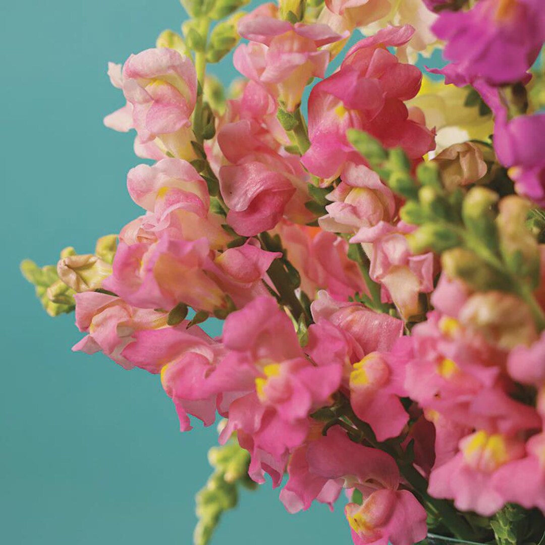 Snapdragon Rocket Pink Flower Seeds - Etsy