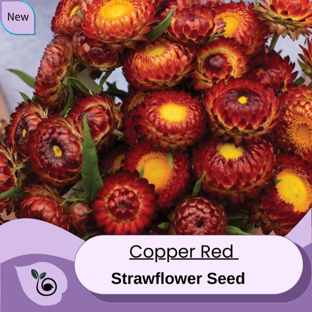 Strawflower Seed Copper Red Open Pollinated - Etsy