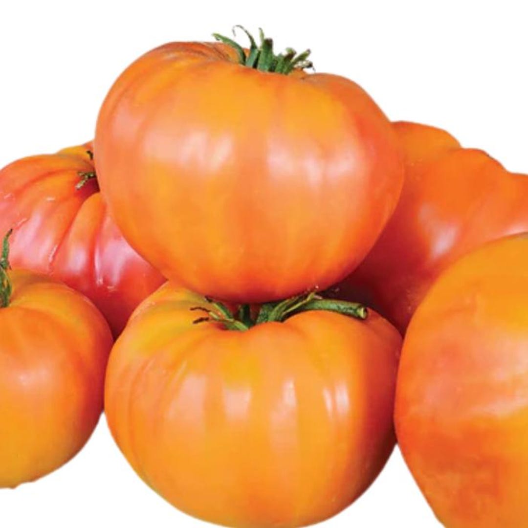 Heirloom Old German Tomato Seeds Heirloom Open Pollinated USA SELLER US ...