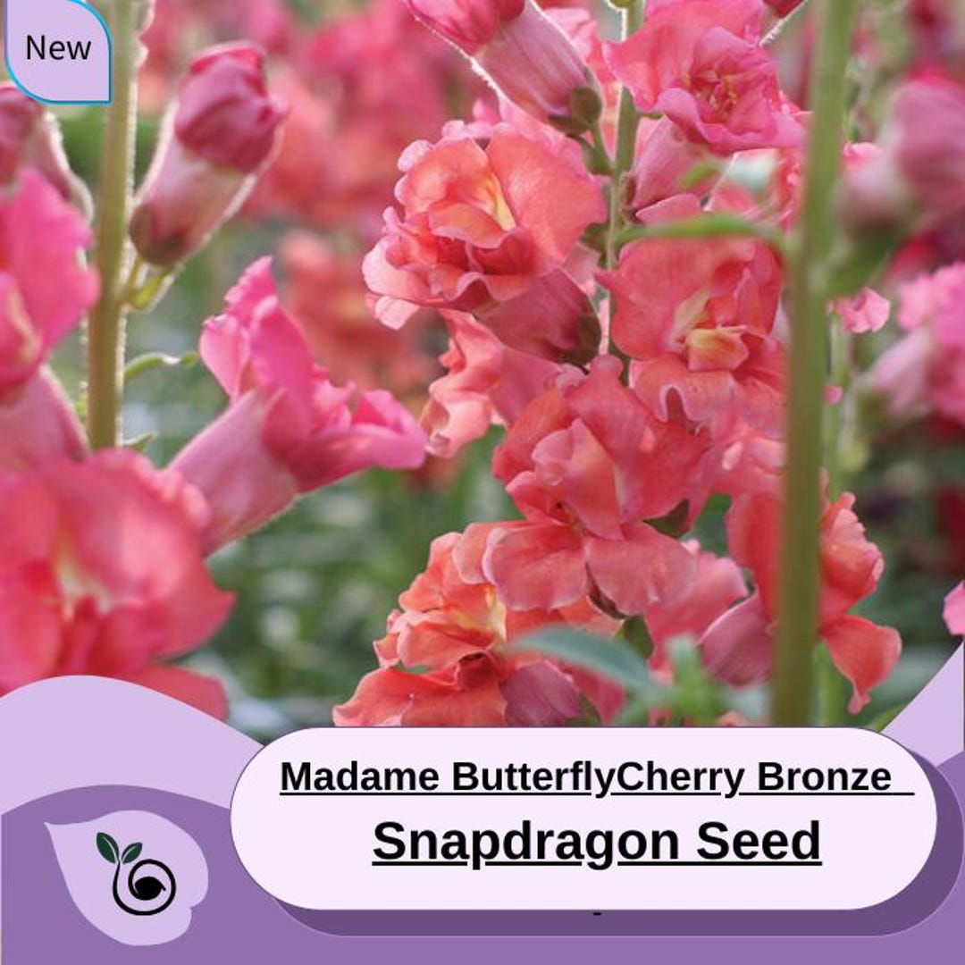 Snapdragon Madame Butterfly Cherry Bronze 30 Flower Seeds - Etsy