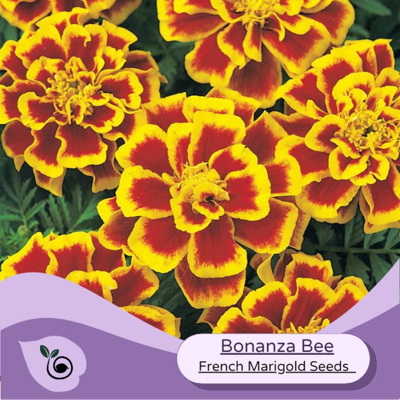 Marigold Seeds french Marigold Seed_ Bonanza Bee 50 Flower Seeds - Etsy