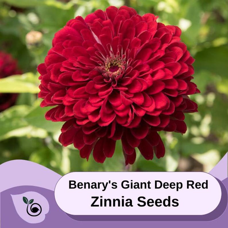 Benary's Giant Zinnia Seeds Deep Red - Etsy