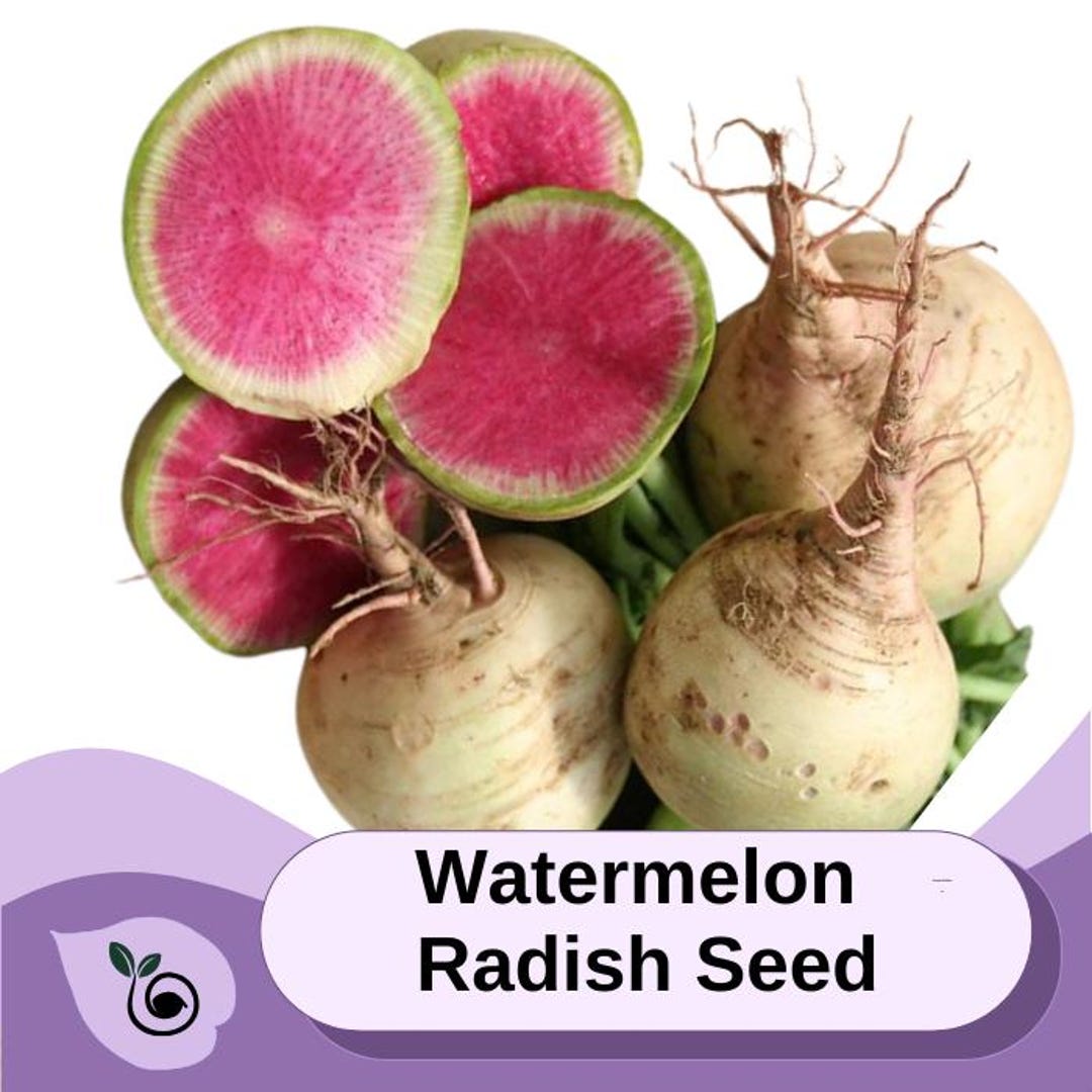 Radish Seeds Watermelon Radish Seed - Etsy