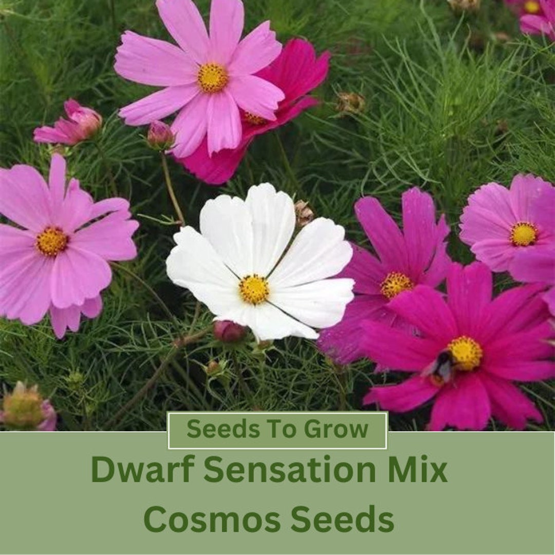 Cosmos Flower Seedsdwarf Sensation Mix Cosmos Seeds - Etsy