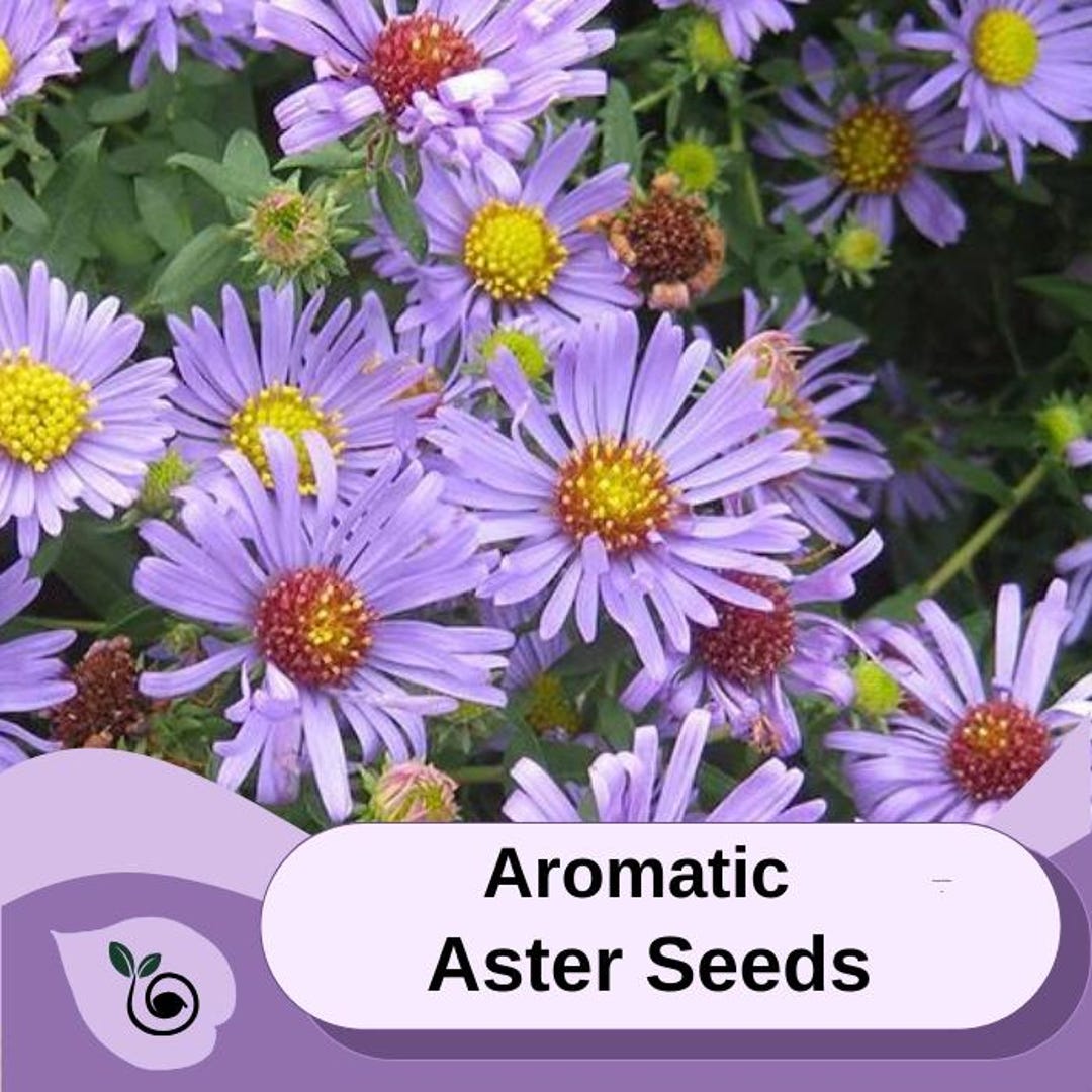 Aromatic Aster Seeds - Etsy